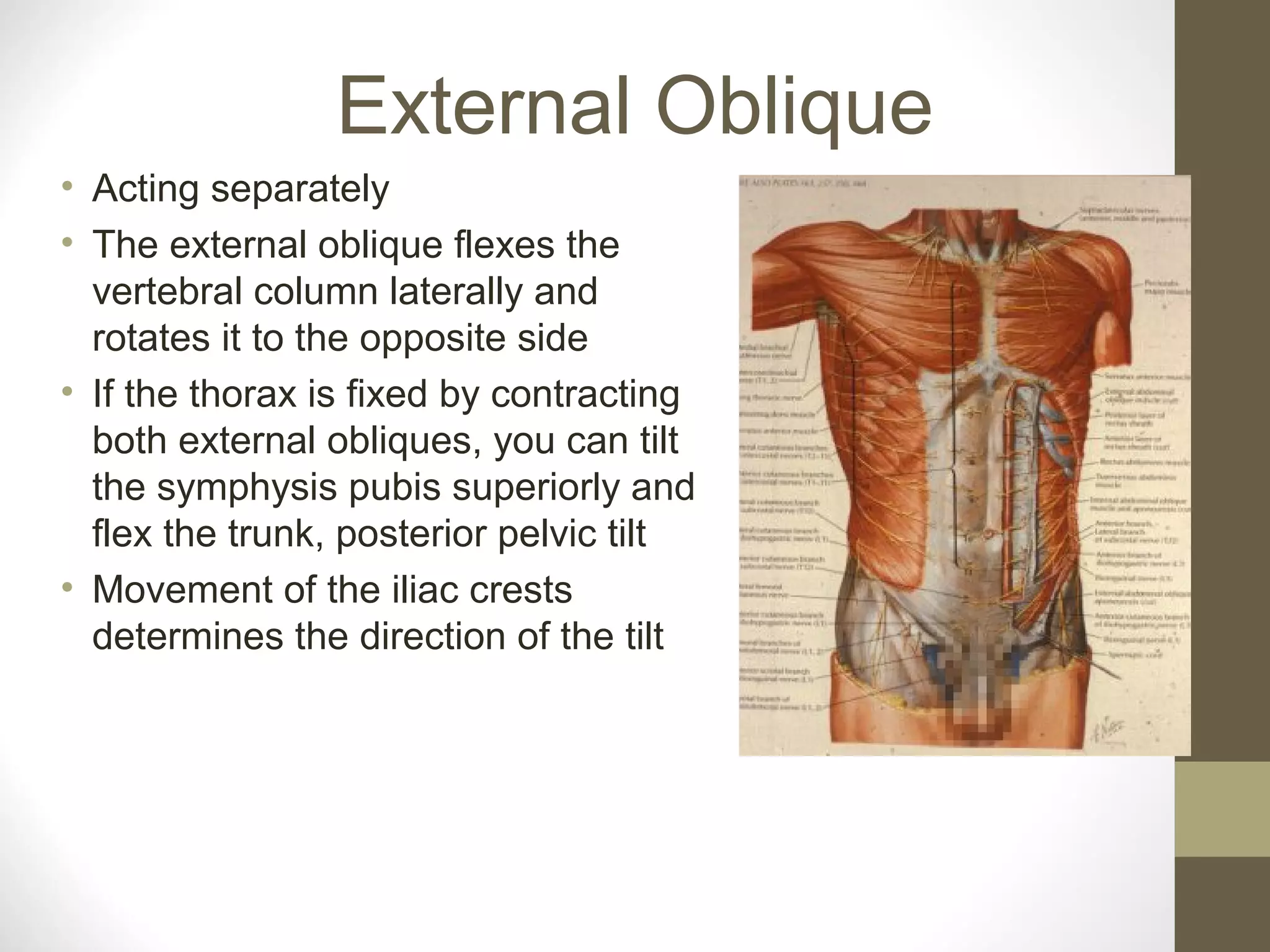 Anterior abdominal muscles | PPT