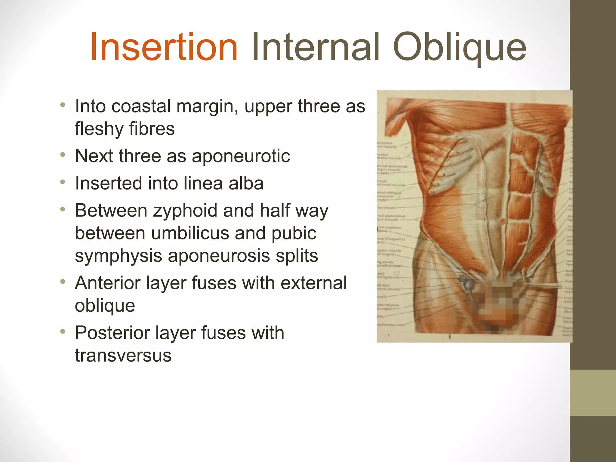 Anterior abdominal muscles | PPT