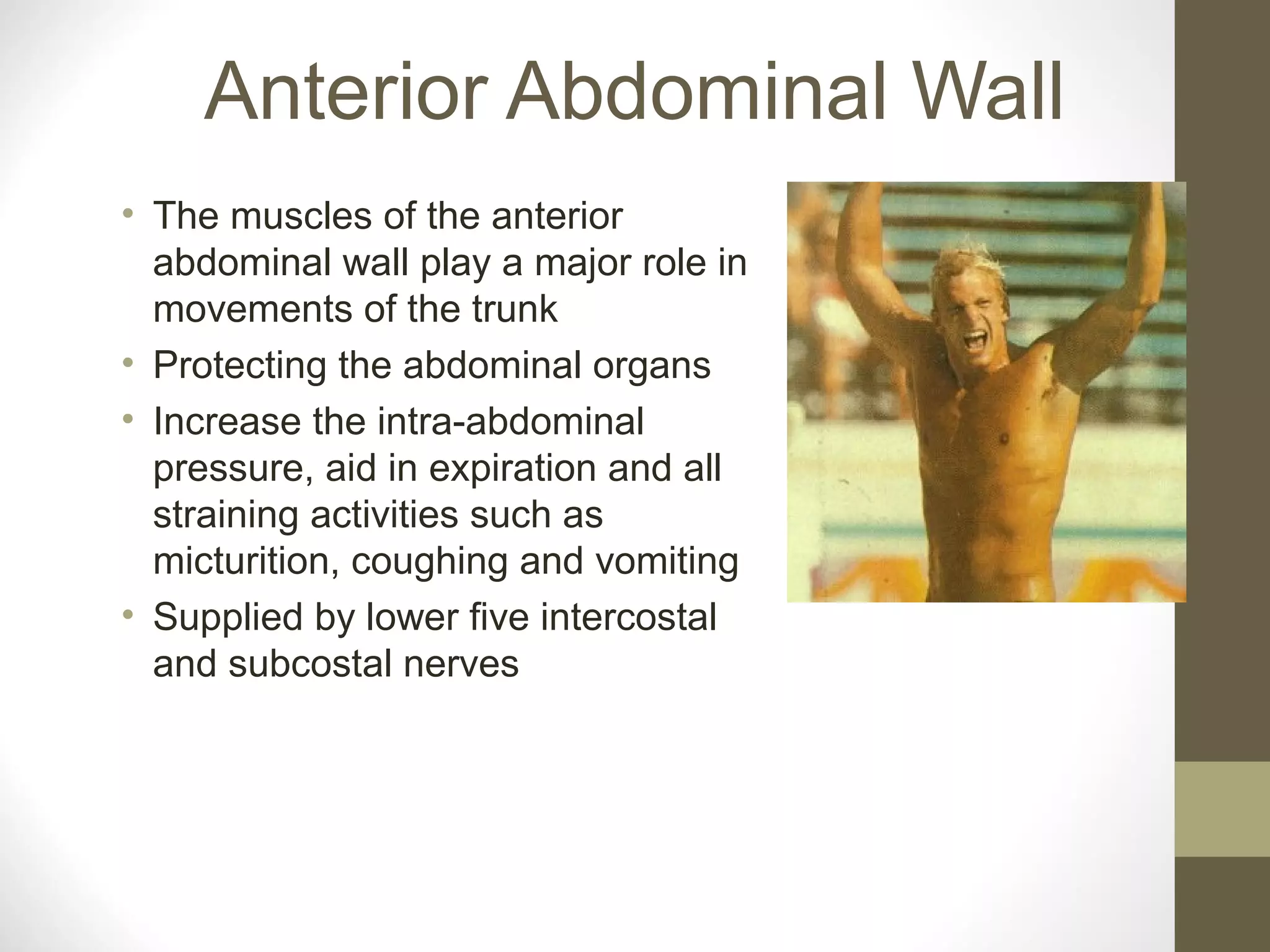 Anterior abdominal muscles | PPT