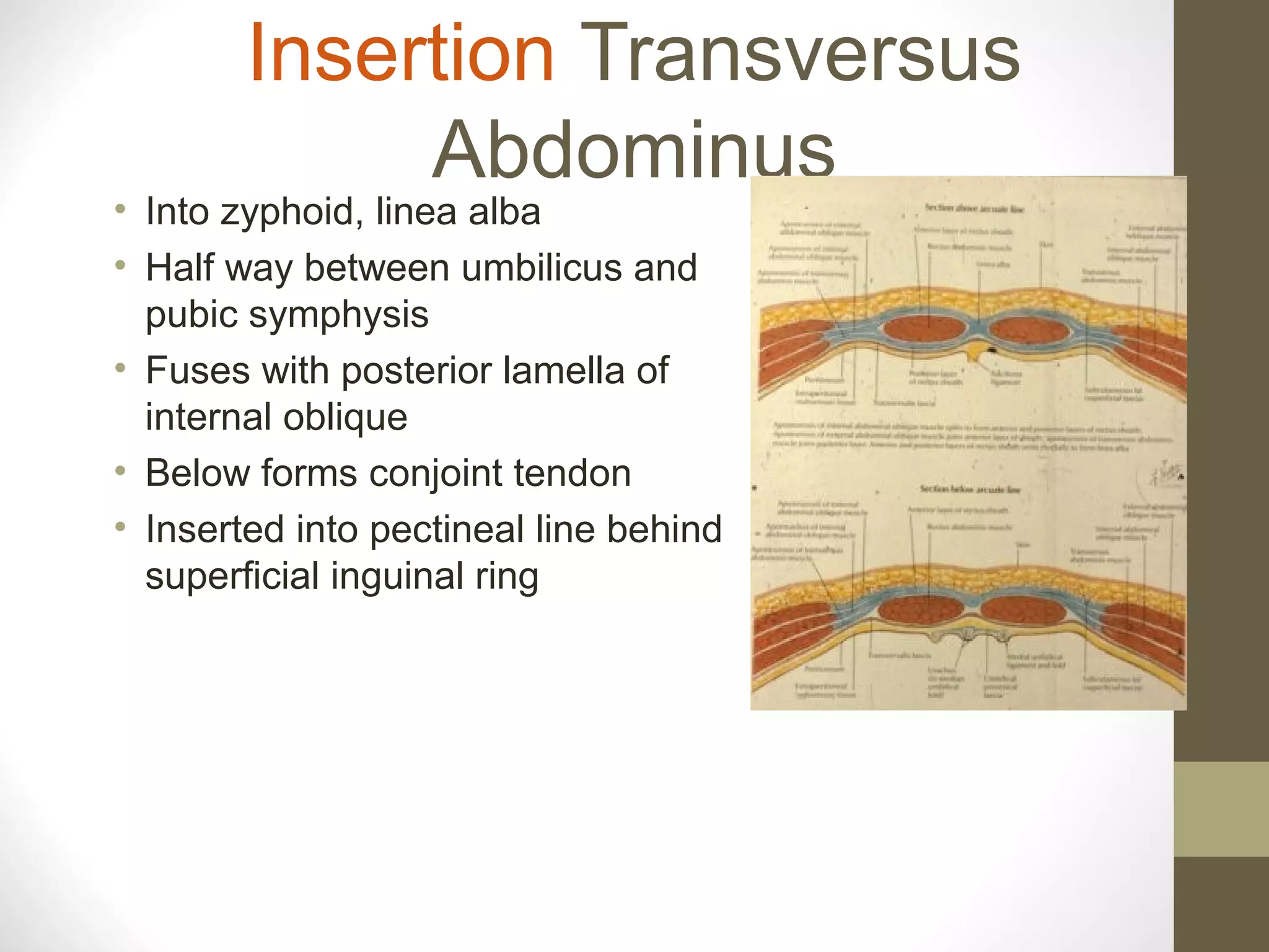 Anterior abdominal muscles | PPT