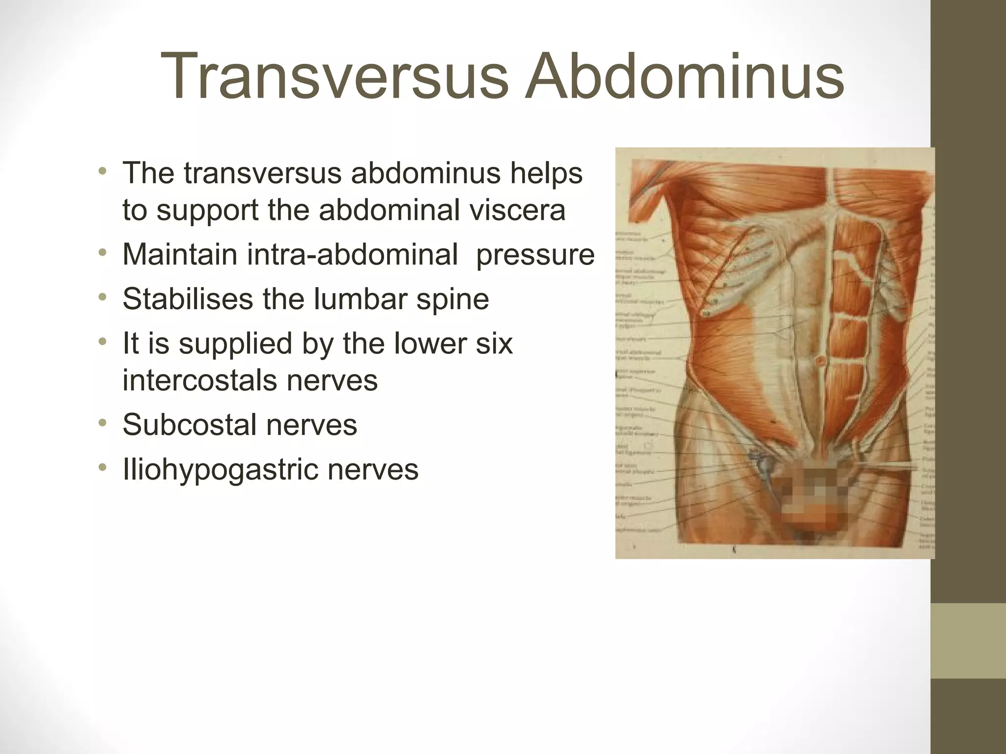 Anterior abdominal muscles | PPT