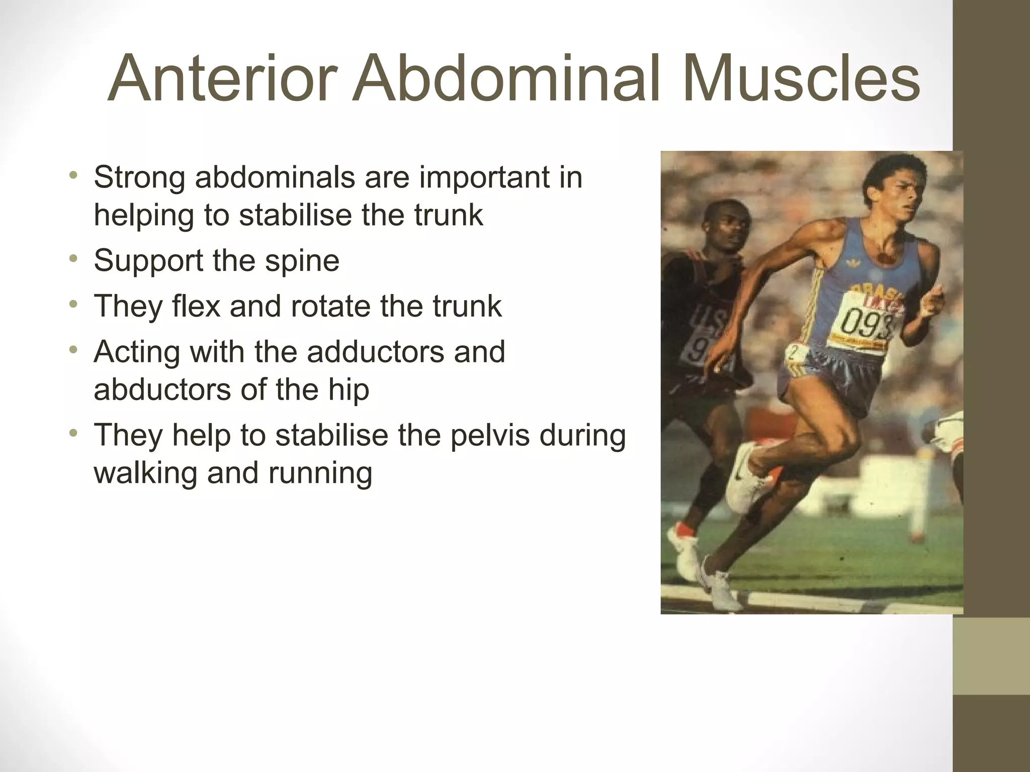 Anterior abdominal muscles | PPT