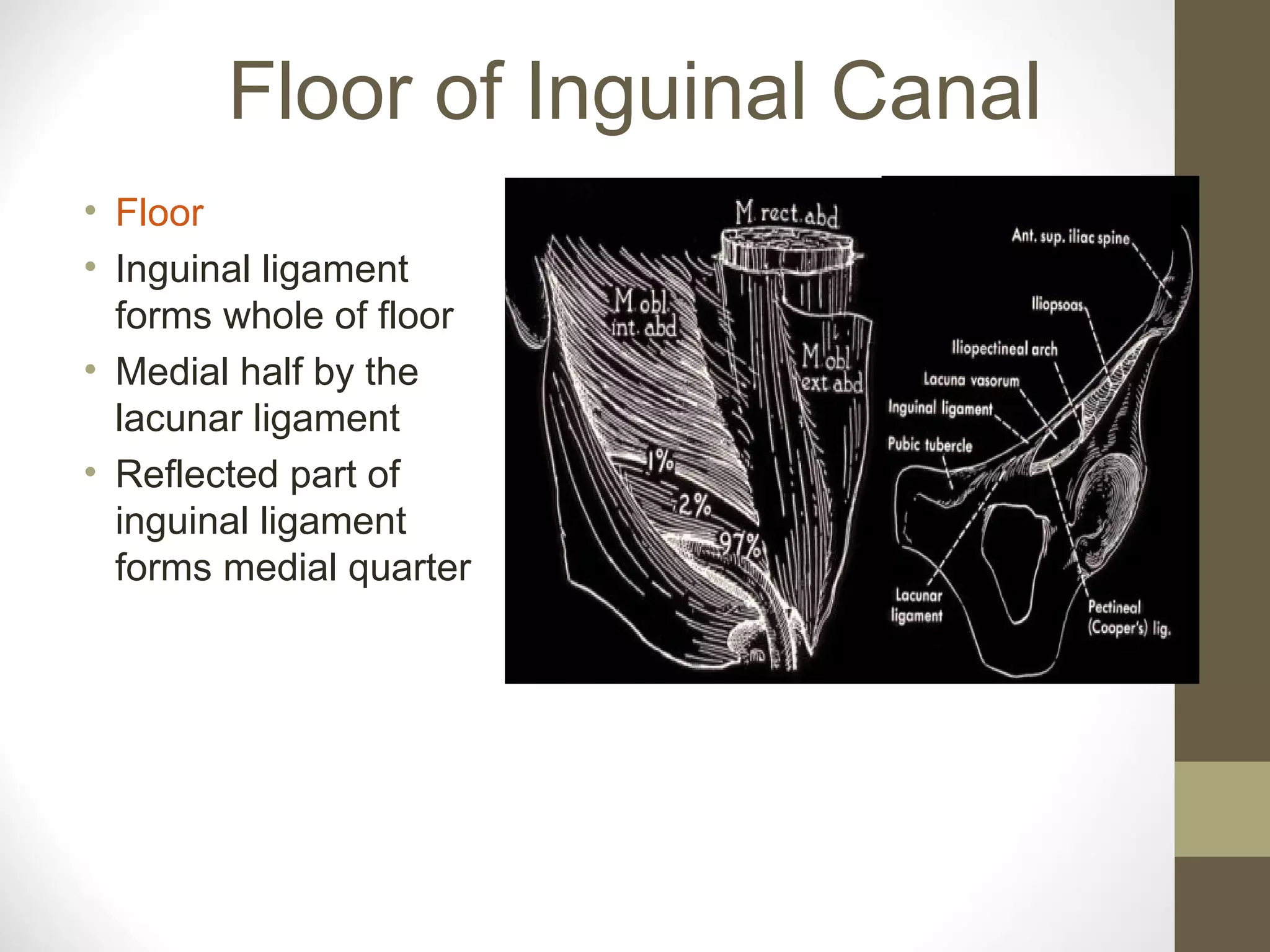 Anterior abdominal muscles | PPT
