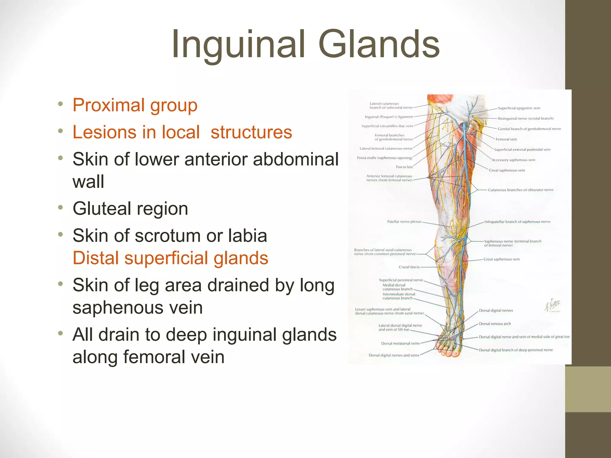 Anterior abdominal muscles | PPT