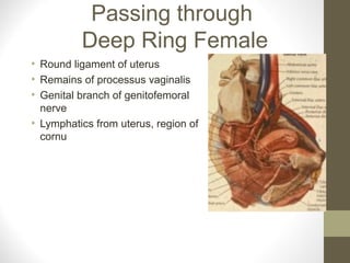 Anterior abdominal muscles | PPT