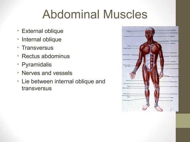Anterior abdominal muscles | PPT