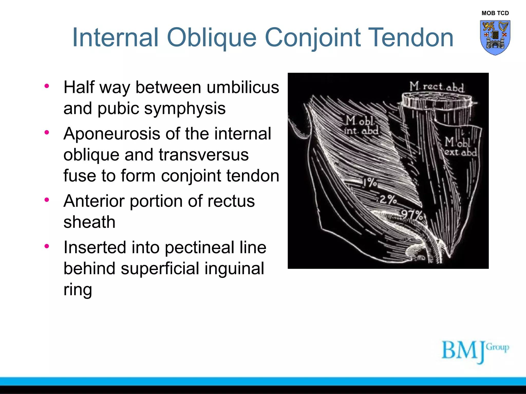 Anatomy of Anterior abdominal muscles | PPT