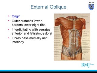 External Oblique Origin And Insertion