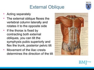 External Oblique Muscle Anatomy