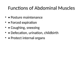 Anterior_Abdominal_Muscles_Presentation.pptx