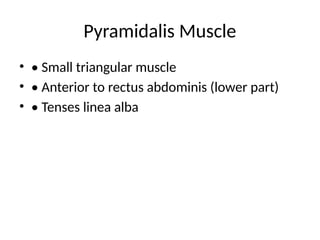 Anterior_Abdominal_Muscles_Presentation.pptx