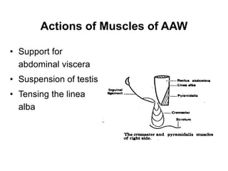 Anterior abdominal wall | PPTX