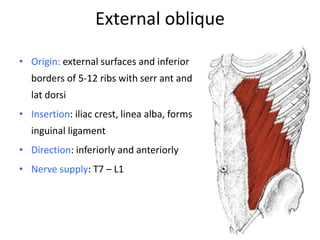 External Obliques Origin And Insertion