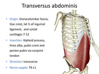 Rectus Abdominis Origin And Insertion