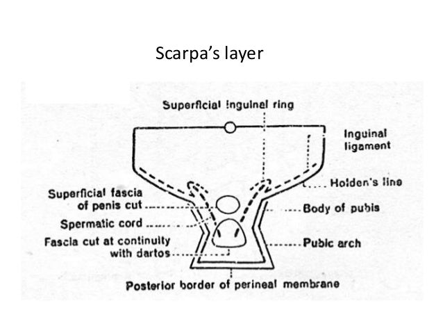 Anterior abdominal wall