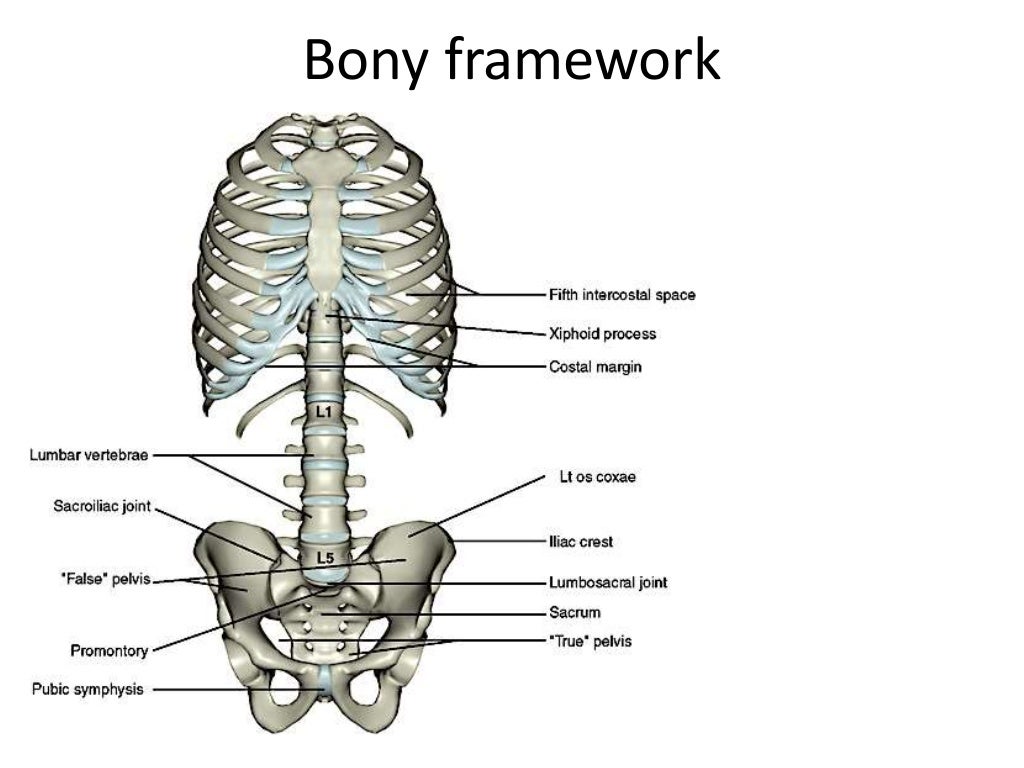 Anterior abdominal wall