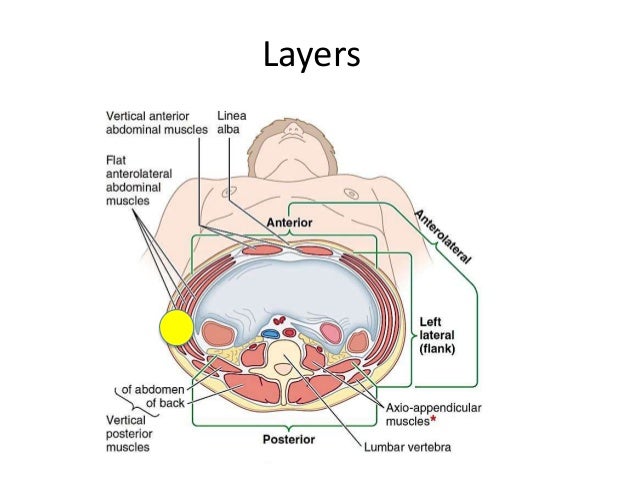 Anterior abdominal wall