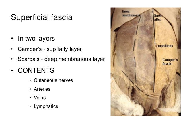 Anterior abdominal wall