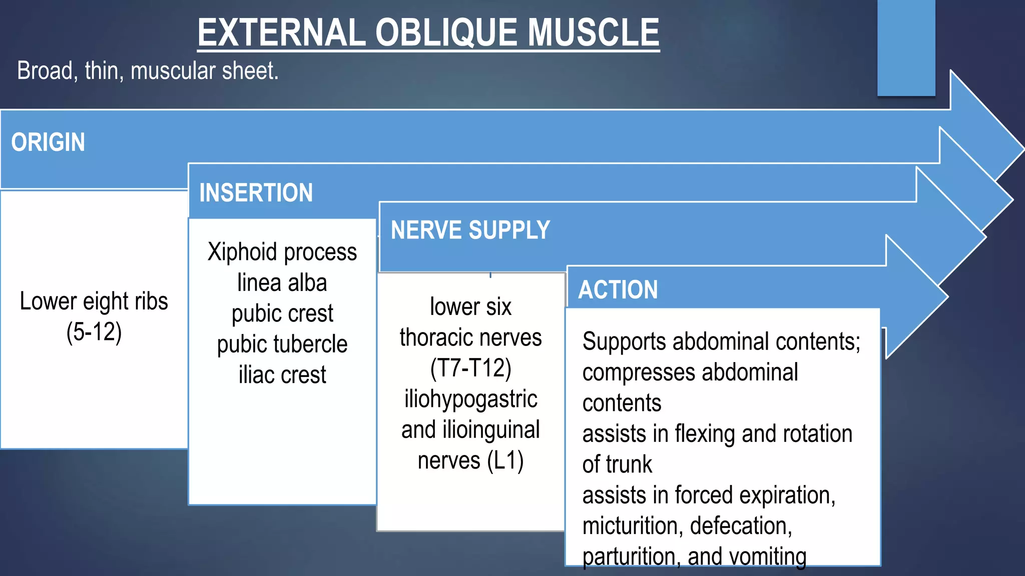 Anterior abdominal wall | PPTX