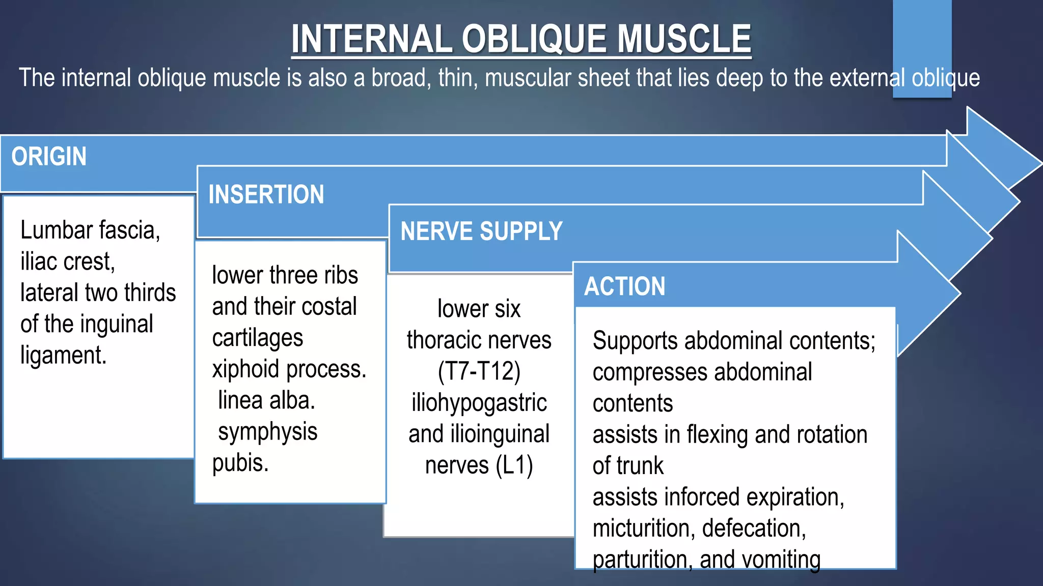 Anterior abdominal wall | PPTX