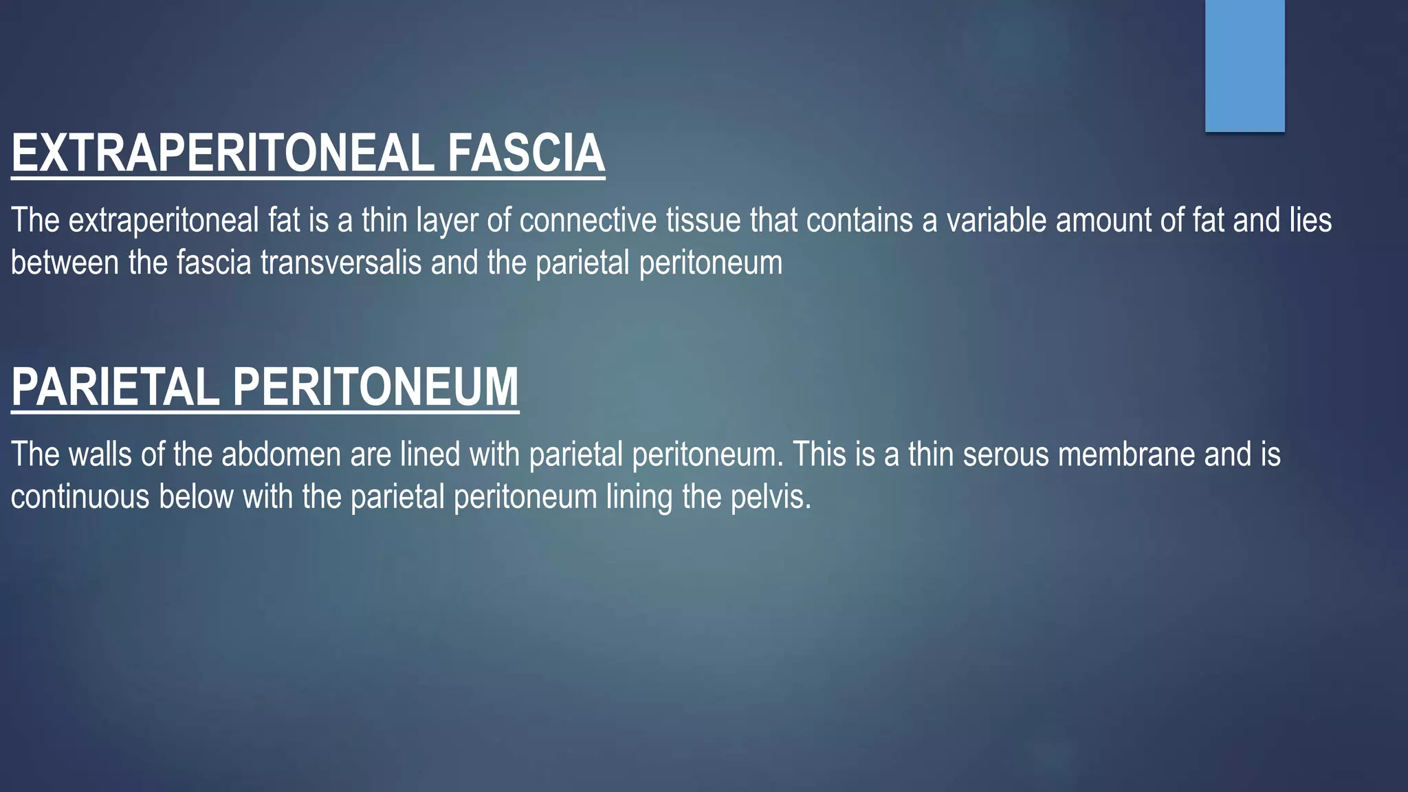 Anterior abdominal wall | PPTX