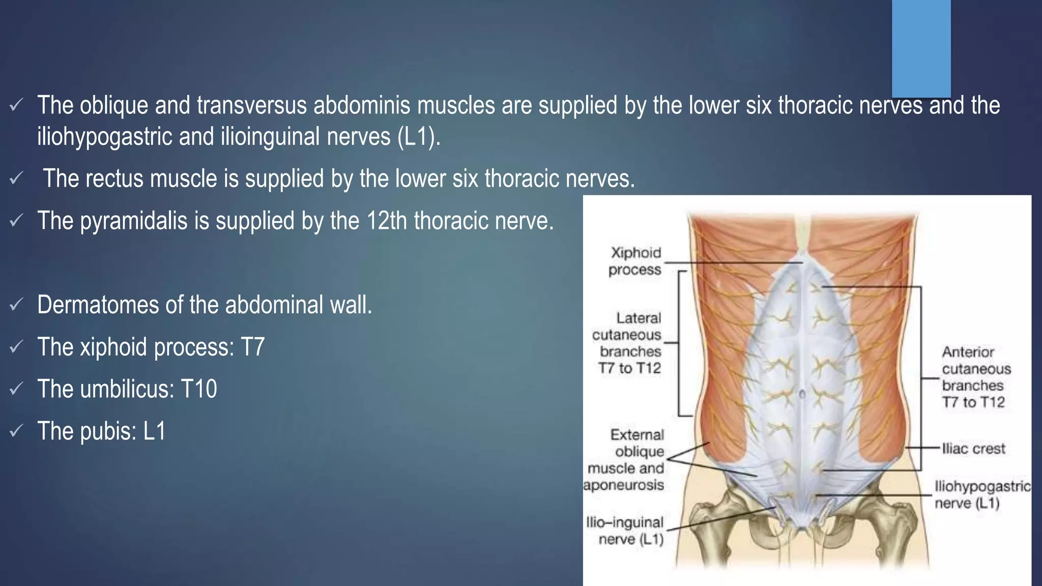 Anterior abdominal wall | PPTX