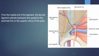 Anterior abdominal wall | PPTX