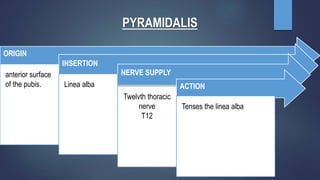 Anterior abdominal wall | PPTX
