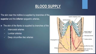 Anterior abdominal wall | PPTX