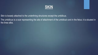 Anterior abdominal wall | PPTX