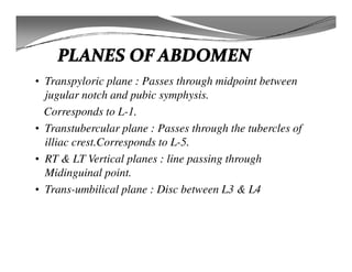 Anterior abdominal wall | PDF