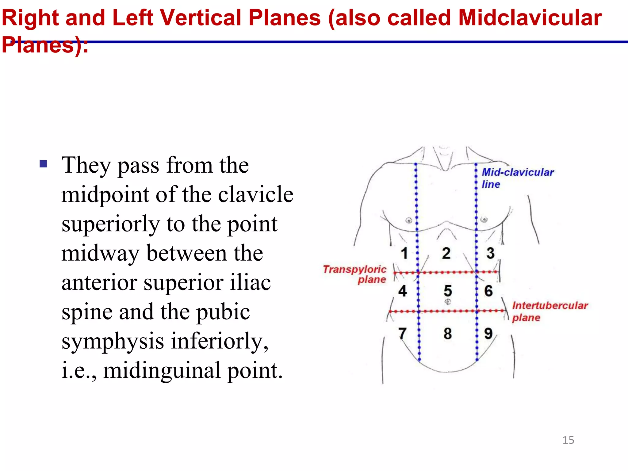 Anterior abdominal wall | PPT