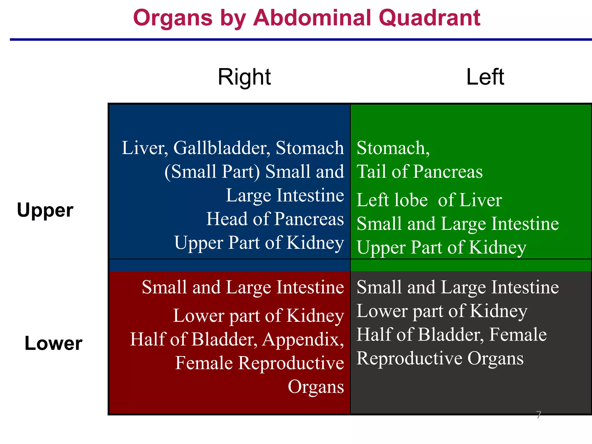 Anterior abdominal wall | PPT