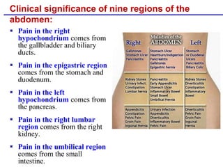 Anterior abdominal wall | PPT