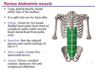 Anterior abdominal wall | PPT
