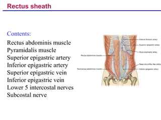Anterior abdominal wall | PPT