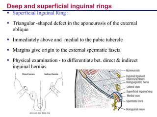 Anterior abdominal wall | PPT
