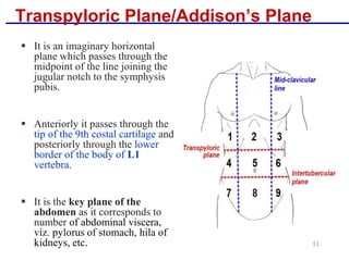 Anterior abdominal wall | PPT
