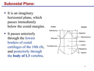 Anterior abdominal wall | PPT