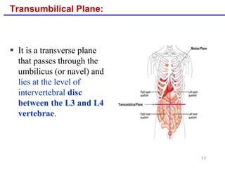 Transumbilical Plane