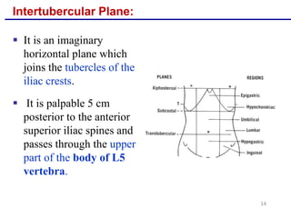 Anterior abdominal wall | PPT