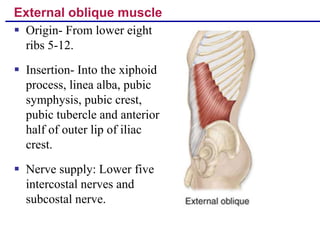 Anterior abdominal wall | PPT