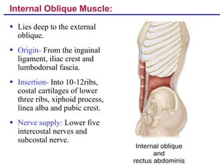 Anterior abdominal wall | PPT