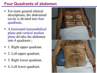 Transumbilical Plane