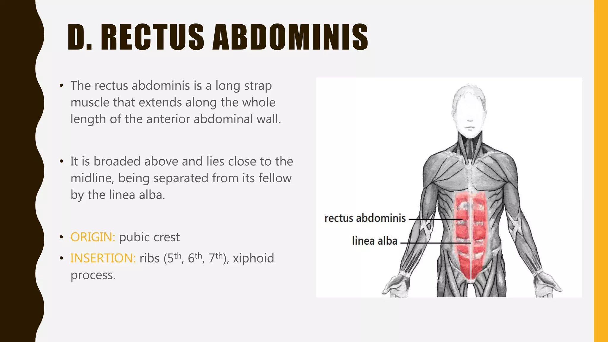Rectus Abdominis Is The Agonist What Is The Antagonist
