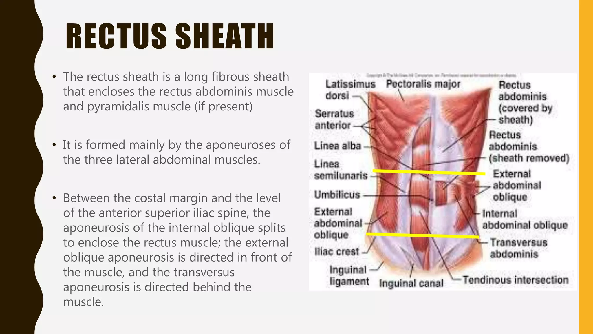 Anterior abdominal wall | PPT