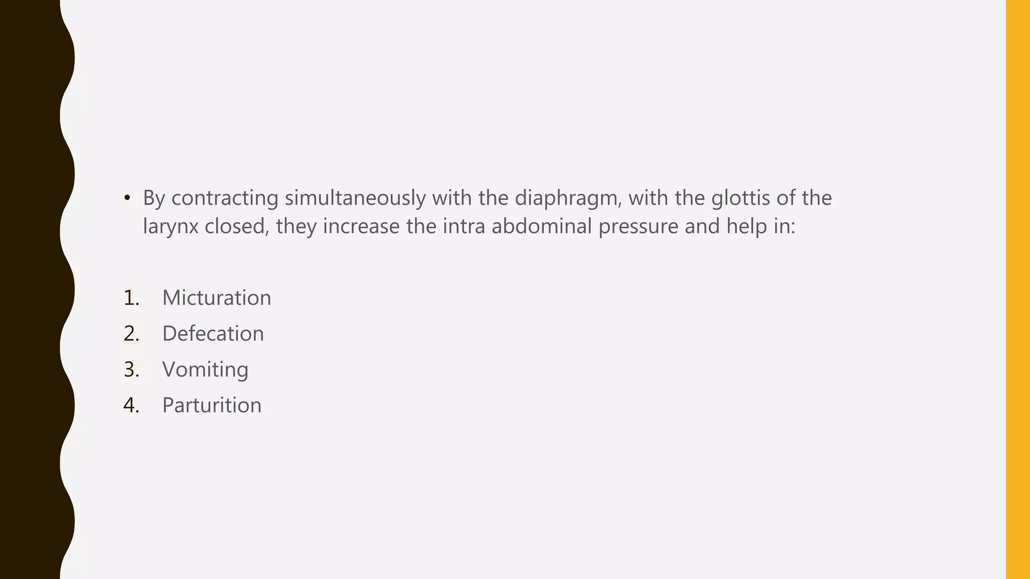 Anterior abdominal wall | PPT