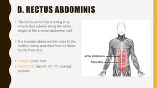 Anterior abdominal wall | PPTX