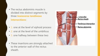 Anterior abdominal wall | PPT