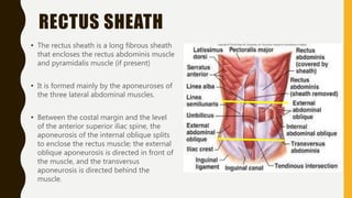 Anterior abdominal wall | PPTX